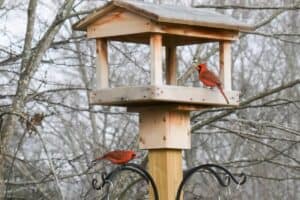 The 6 Best Post Mounted Bird Feeders - Bird Feeder Hub