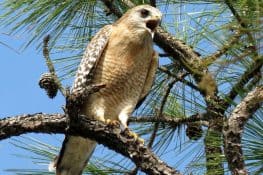 The 9 Species of Hawks in Minnesota (With Pictures) - Bird Feeder Hub