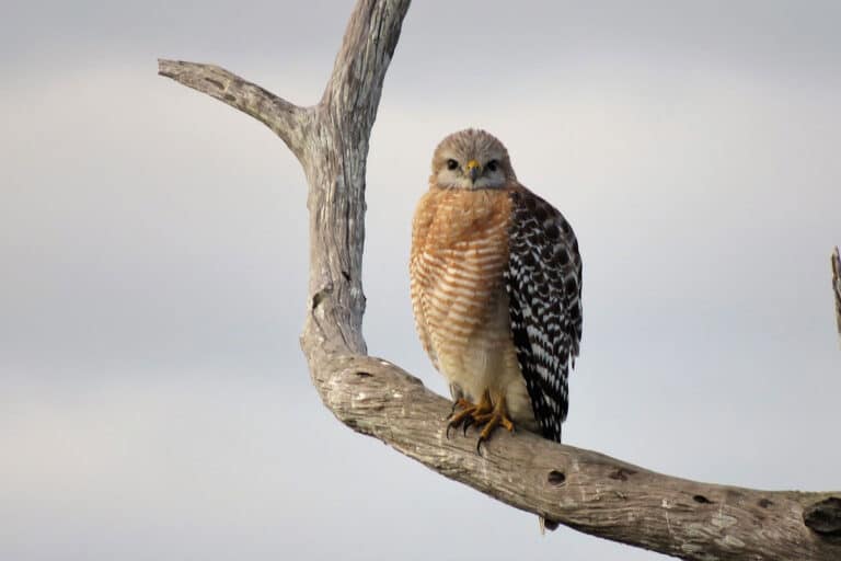 9 Hawk Species in Washington State (Photos) - Bird Feeder Hub