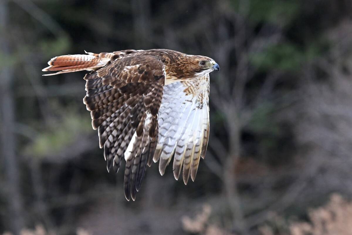 12 Species of Hawks to Spot in Arizona (Pictures) - Bird Feeder Hub