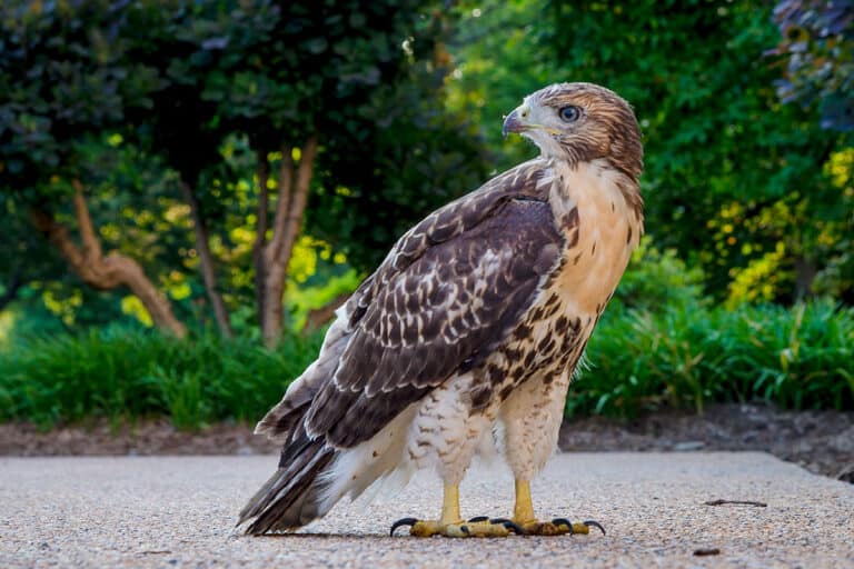 7 Types of Hawks in Virginia (Photos) - Bird Feeder Hub