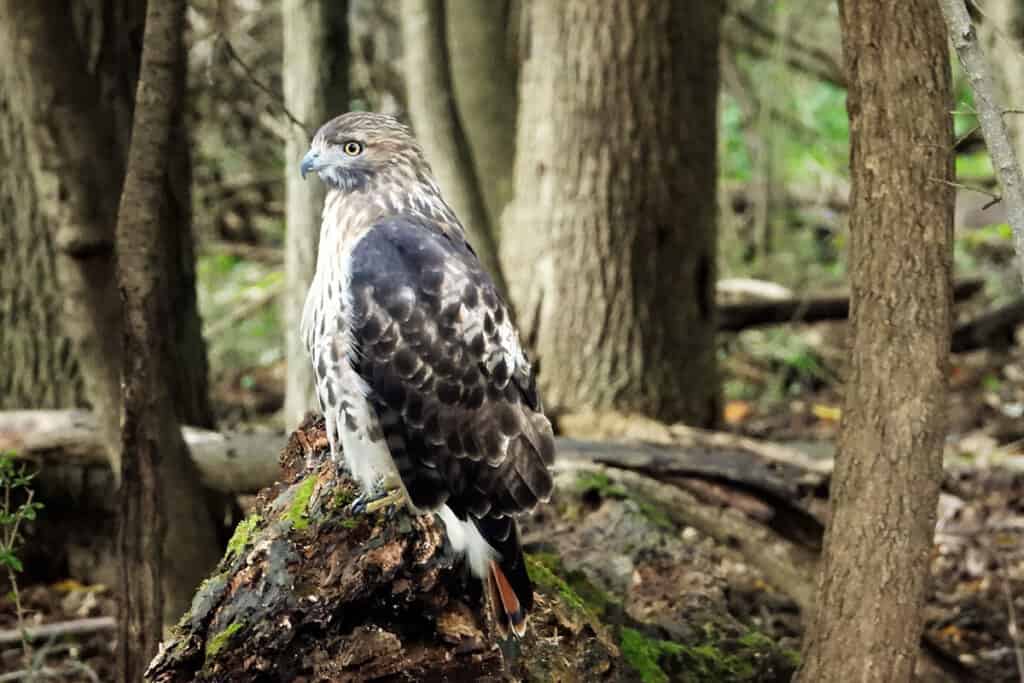 9 Species of Hawks in Illinois (With Pictures) - Bird Feeder Hub
