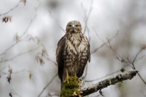 9 Types of Hawks in Colorado (Pictures) - Bird Feeder Hub