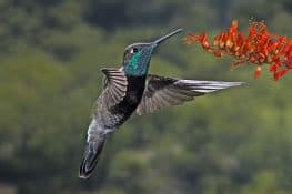 9 Hummingbirds in Utah (Common & Rare) - Bird Feeder Hub