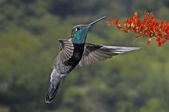 Here are the 17 Total Species of Hummingbirds in Texas - Bird Feeder Hub