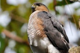 The 8 Species of Hawks in Illinois - Bird Feeder Hub