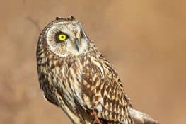 The 7 Species of Owls in Georgia - Bird Feeder Hub