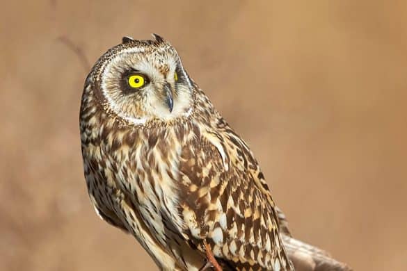 15 Species of Owls in Washington State - Bird Feeder Hub