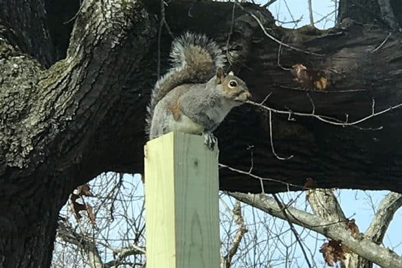 The 6 Best Post Mounted Bird Feeders - Bird Feeder Hub