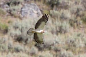 9 Types of Hawks in Colorado (Pictures) - Bird Feeder Hub