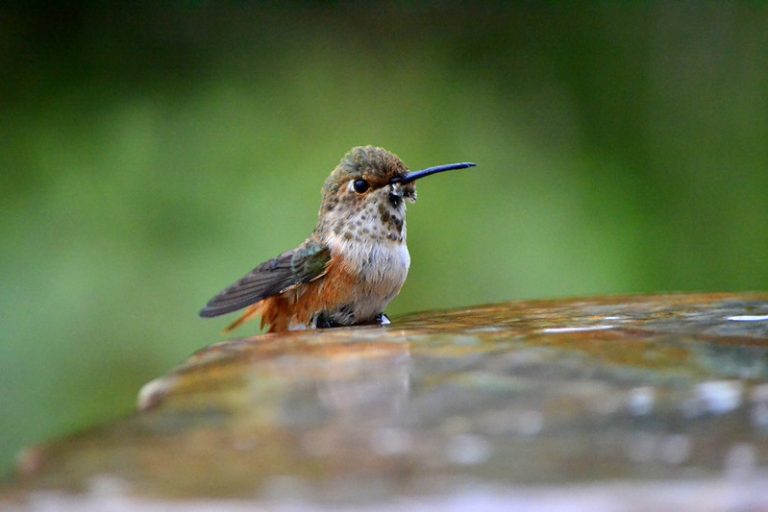 Best Bird Baths For Hummingbirds - Bird Feeder Hub