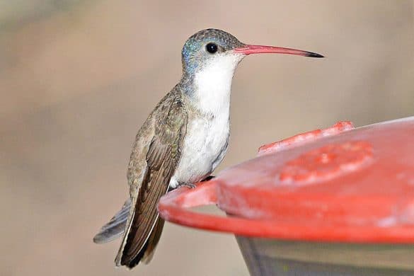 Here are the 17 Total Species of Hummingbirds in Texas - Bird Feeder Hub