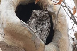 13 Types of Owls in Arizona (Pictures to Identify Them) - Bird Feeder Hub