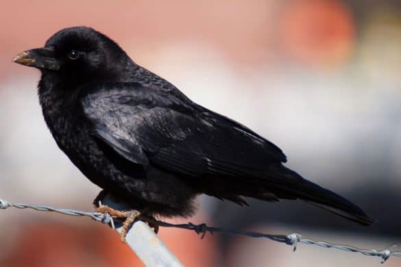 Backyard Birds in Indiana (26 Common Species) - Bird Feeder Hub