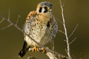 Falcons in Illinois (3 Species) - Bird Feeder Hub