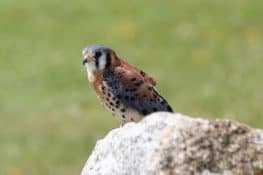 Falcons in Colorado (4 Species With Pictures) - Bird Feeder Hub