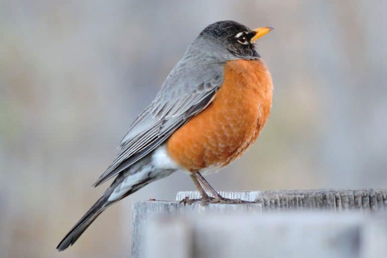 Backyard Bird Sounds - Bird Feeder Hub