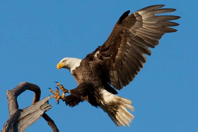 15 Birds that Eat Other Birds - Bird Feeder Hub