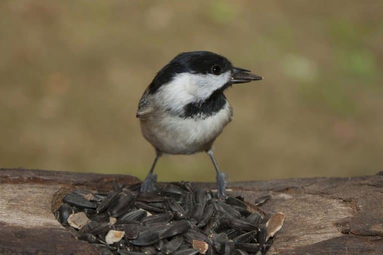 Backyard Birds in Florida (25 Species With Pictures) - Bird Feeder Hub