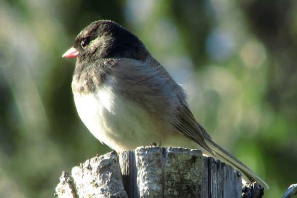 26 Backyard Birds in Ohio (Pictures, Facts) - Bird Feeder Hub