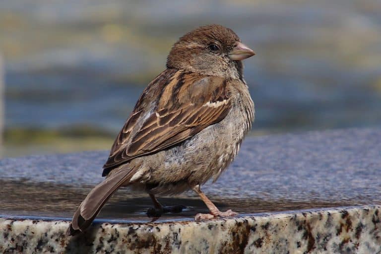 25 Backyard Birds in North Carolina (Pictures) - Bird Feeder Hub