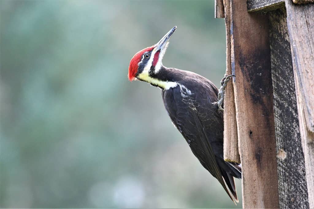 13 Pennsylvania Birds That Endure the Winter (Photos) - Bird Feeder Hub