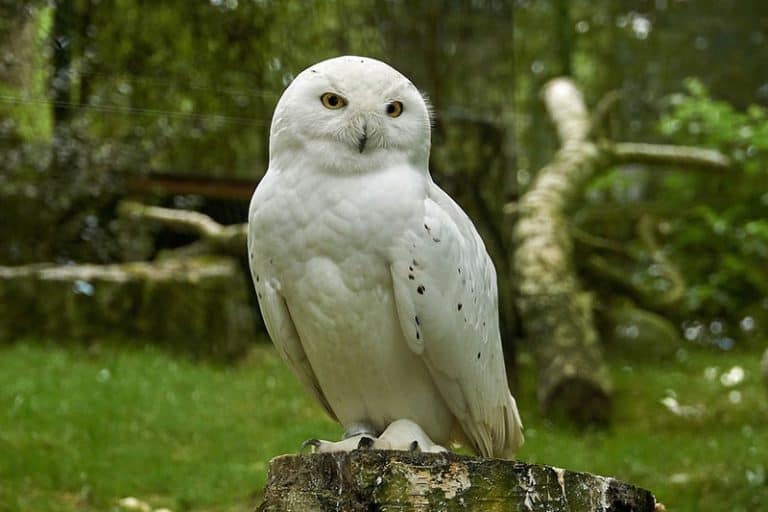 Owls in Alaska (9 Species With Pictures) - Bird Feeder Hub