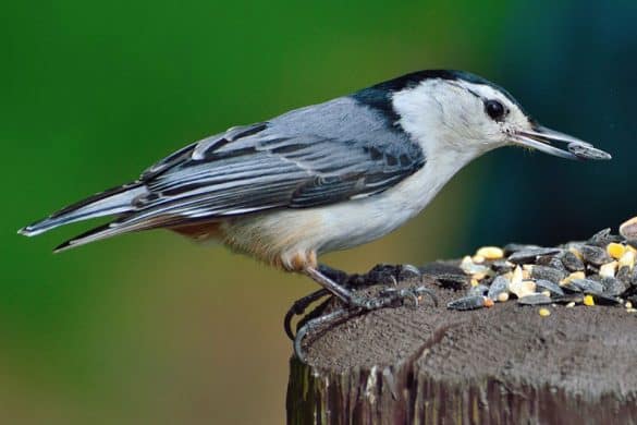 25 Backyard Birds in Michigan (Pictures) - Bird Feeder Hub