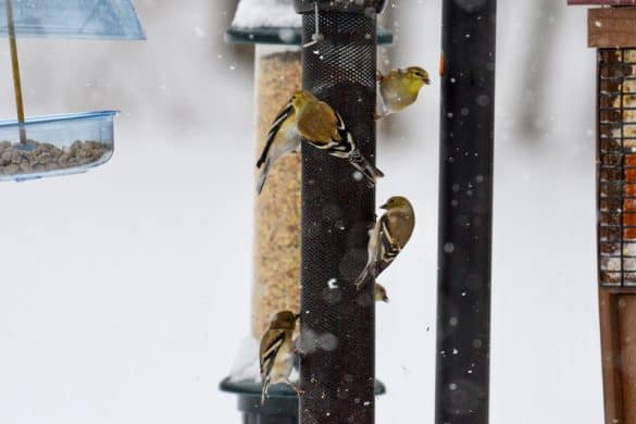 Why Do Birds Throw Seed Out of Feeders? (6 Reasons) - Bird Feeder Hub