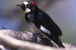 12 Woodpeckers in Washington (Pictures) - Bird Feeder Hub