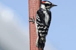 12 Woodpeckers in Washington (Pictures) - Bird Feeder Hub