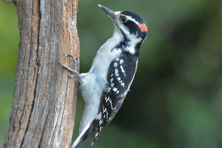 12 Woodpeckers in Washington (Pictures) - Bird Feeder Hub