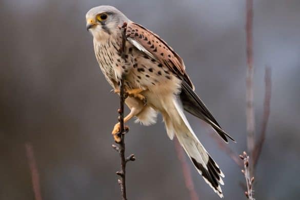 15 Different Birds With 7 Letters (Pics & Facts) - Bird Feeder Hub