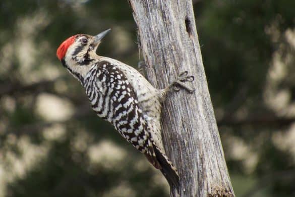 22 Types of Birds That Start With the Letter L (Pictures) - Bird Feeder Hub
