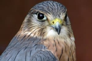 6 Species of Falcons in Texas (Pictures) - Bird Feeder Hub