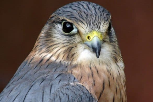 Falcons in California (4 Species With Pictures) - Bird Feeder Hub