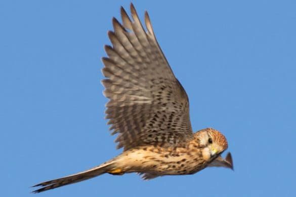 6 Species of Falcons in Texas (Pictures) - Bird Feeder Hub
