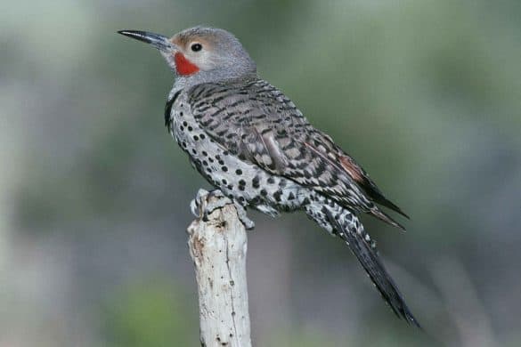 12 Species of Woodpeckers in Arizona (Pictures) - Bird Feeder Hub