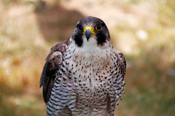 6 Species of Falcons in Texas (Pictures) - Bird Feeder Hub