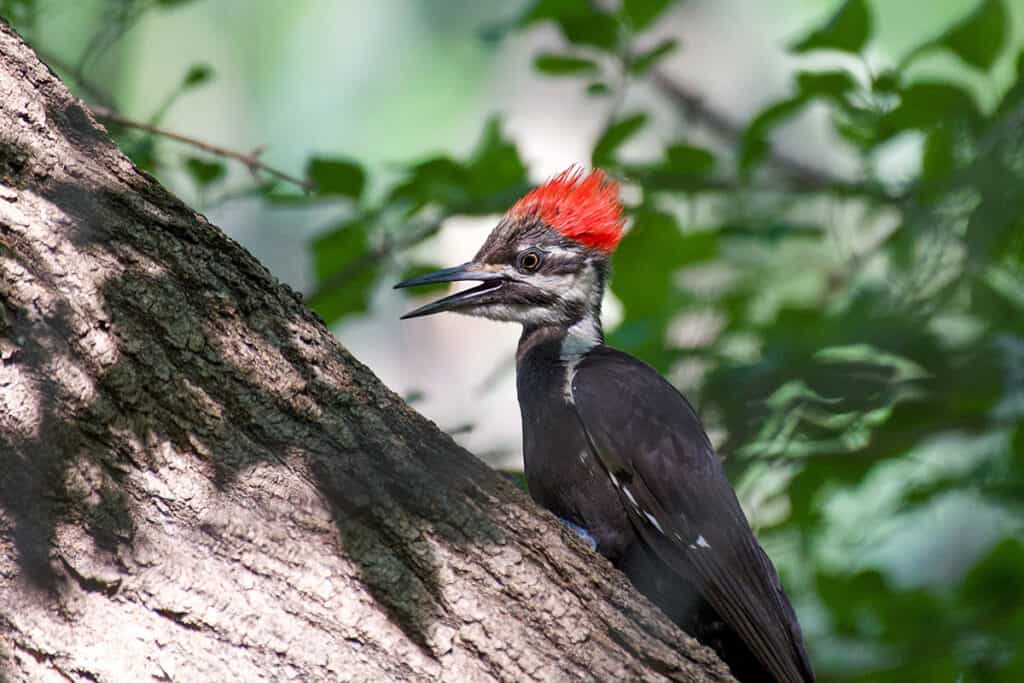 7 Types of Woodpeckers in Ohio (with Photos) - Bird Feeder Hub