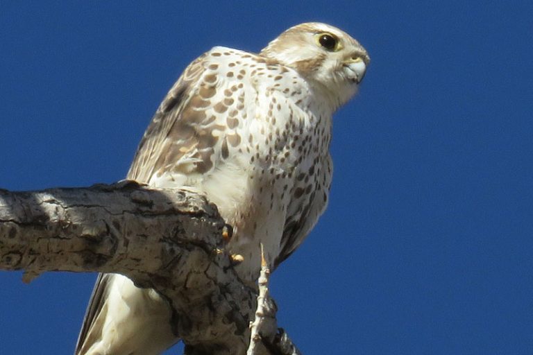 Falcons in California (4 Species With Pictures) - Bird Feeder Hub