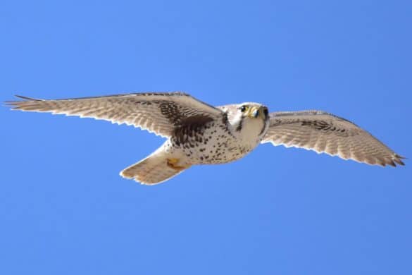 6 Species of Falcons in Texas (Pictures) - Bird Feeder Hub