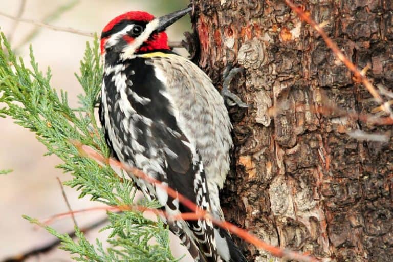 15 Diverse Woodpeckers in California (Pictures) - Bird Feeder Hub