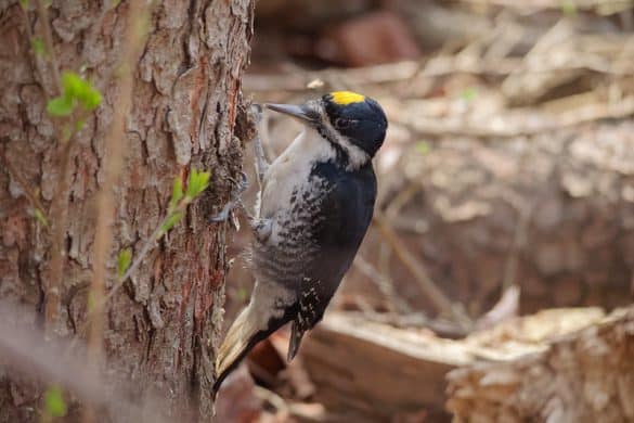 12 Woodpeckers in Washington (Pictures) - Bird Feeder Hub