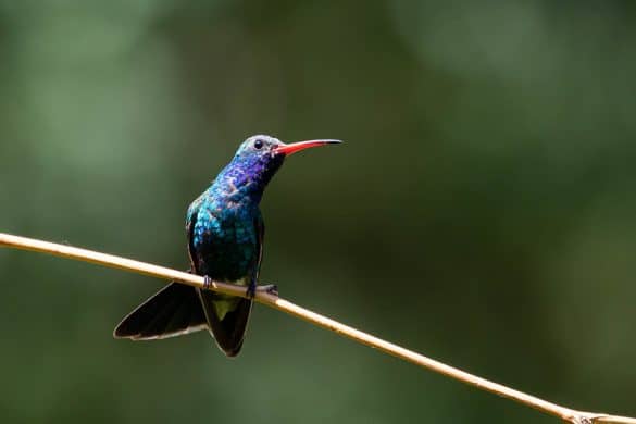 4 Hummingbirds in Iowa (Pictures) - Bird Feeder Hub