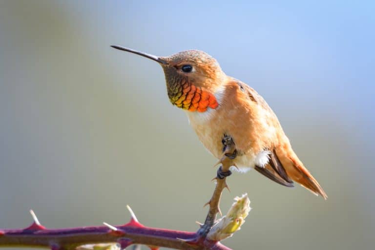 11 Species of Hummingbirds in Florida (Pictures) - Bird Feeder Hub