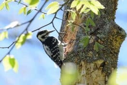 17 Interesting Facts About Woodpeckers - Bird Feeder Hub