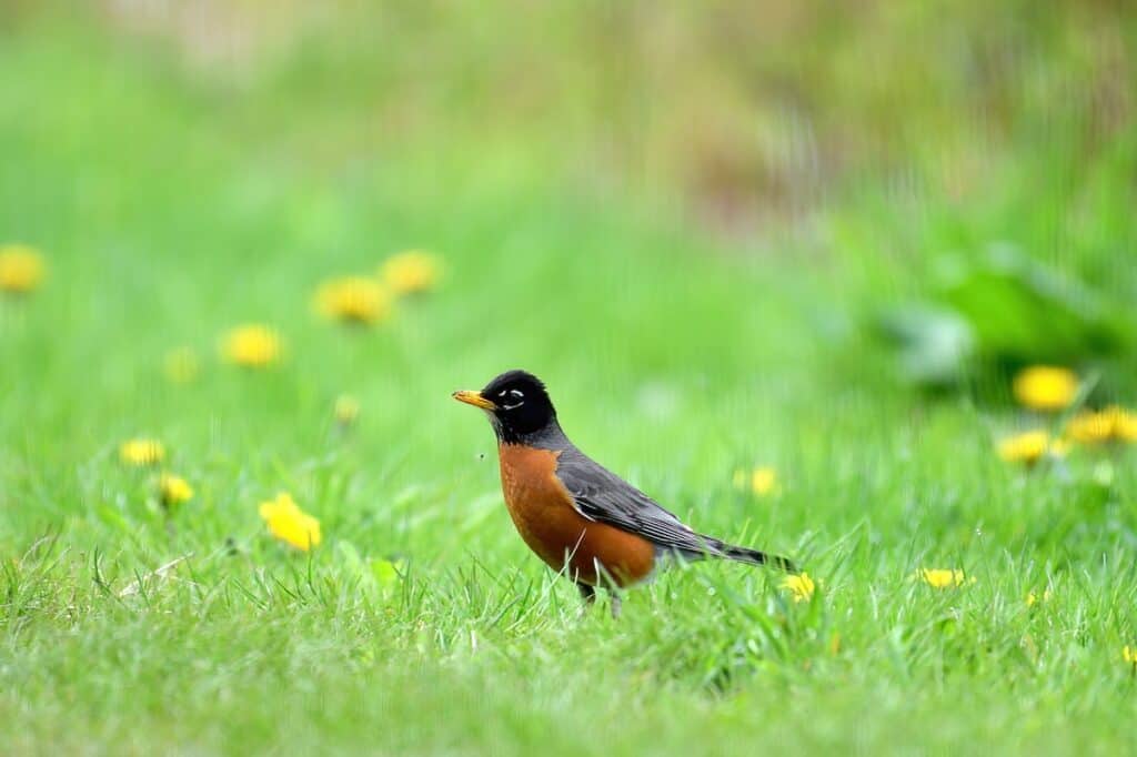 25 Interesting Facts About American Robins - Bird Feeder Hub