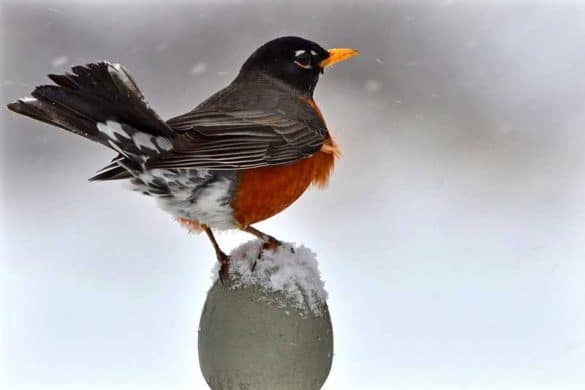 25 Interesting Facts About American Robins - Bird Feeder Hub