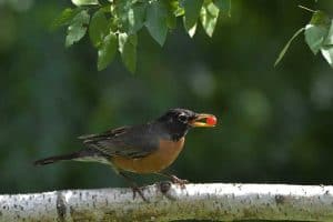 25 Interesting Facts About American Robins - Bird Feeder Hub